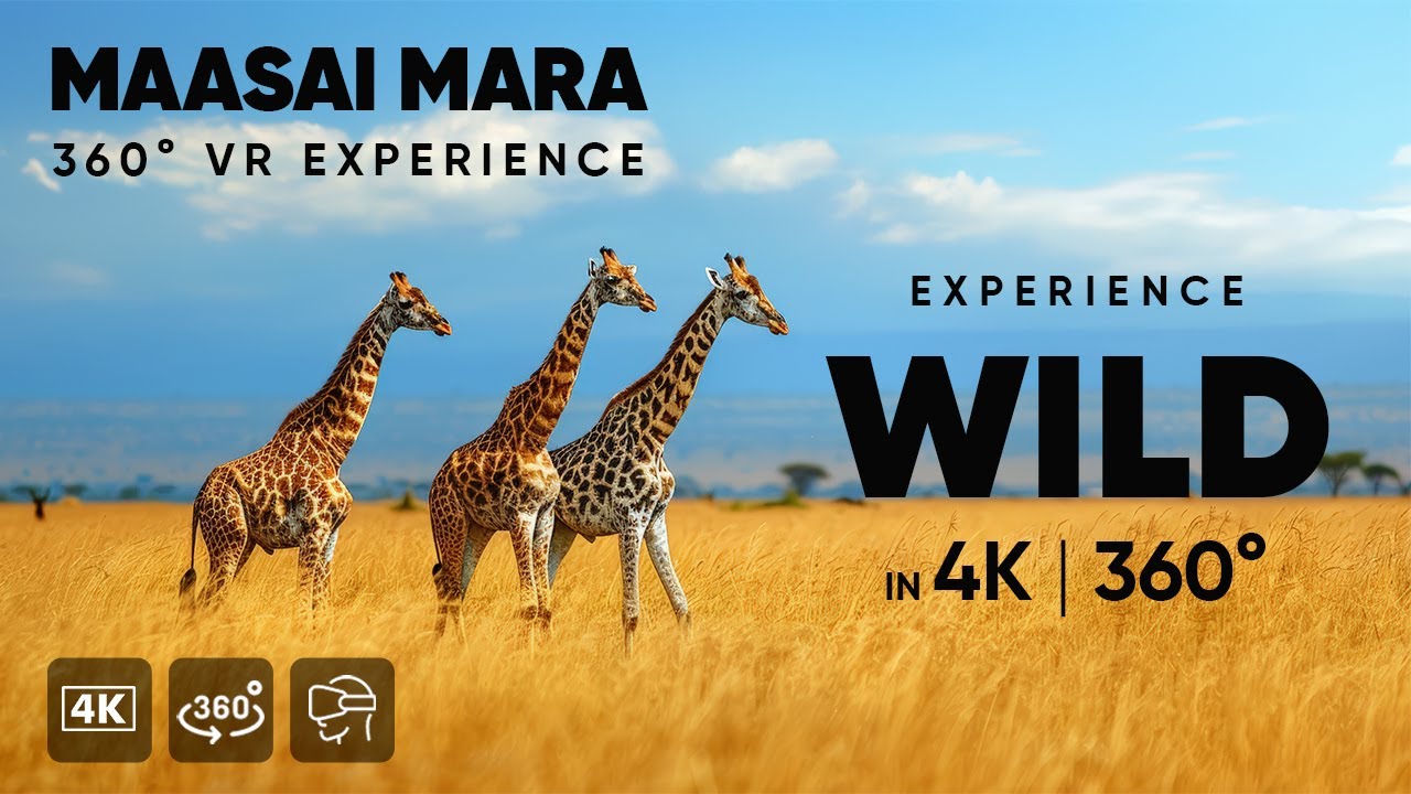 Wild Animals Surround You! 🦁 4K VR 360° Maasai Mara Safari Experience # ...