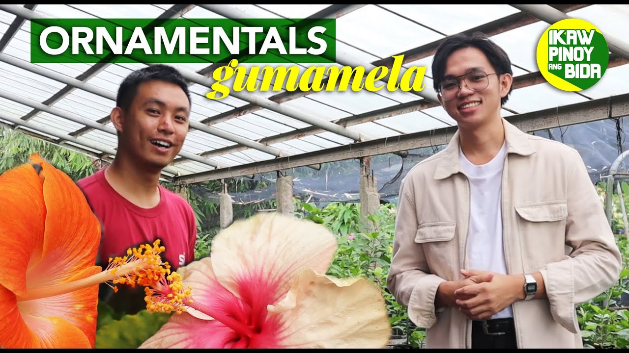 Ornamentals (Part 2): Gumamela Pollination & Propagation | I.P.B ...