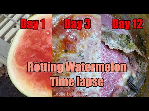 How Long Does a Watermelon Take to Decay? Time Lapse Laboratory - YouTube