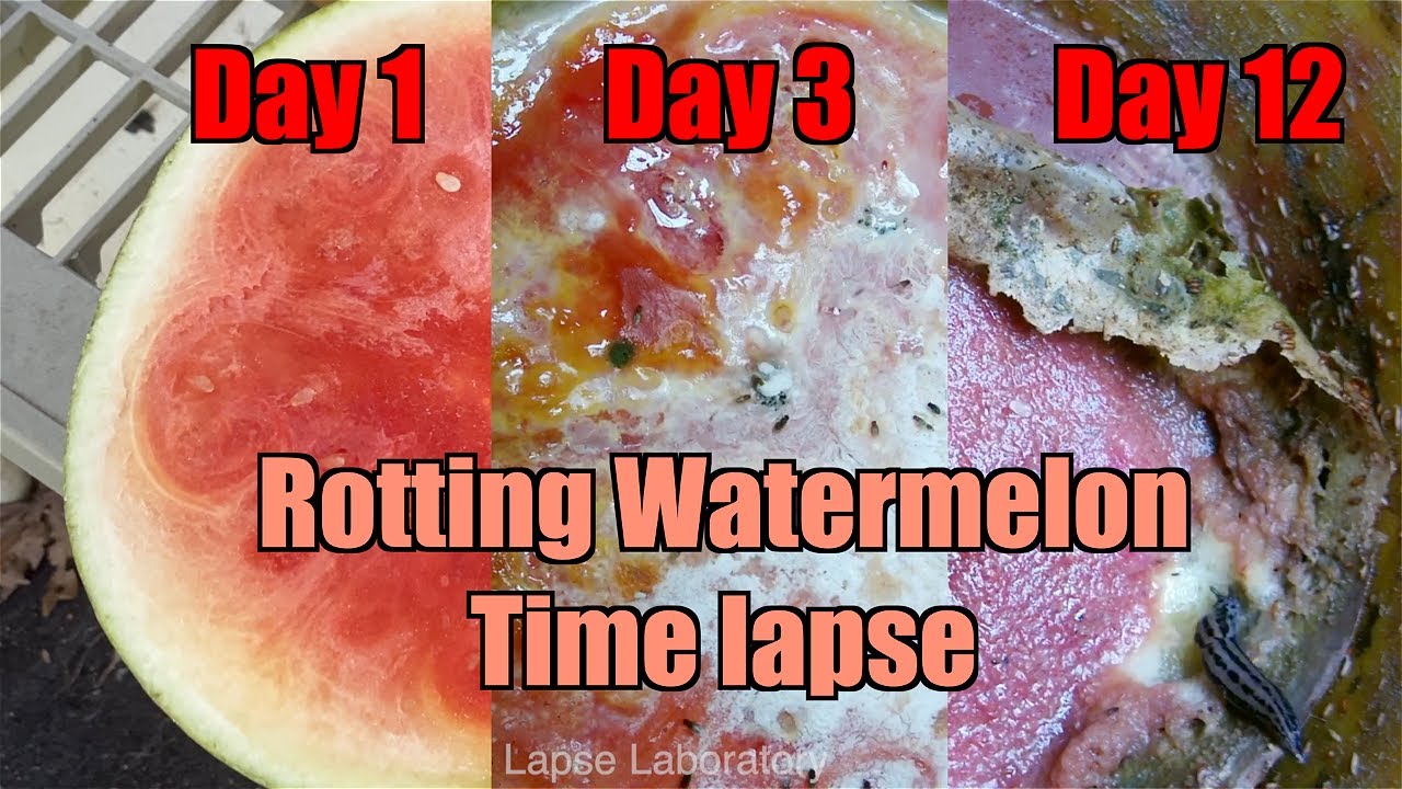 Rotting Watermelon Becomes Liquid | Time Lapse Laboratory - YouTube