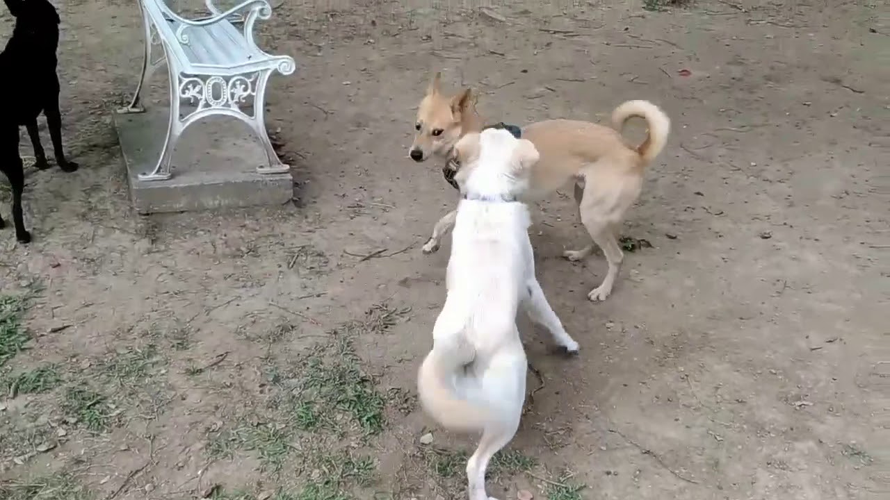 Rody is having fun with dogs - YouTube