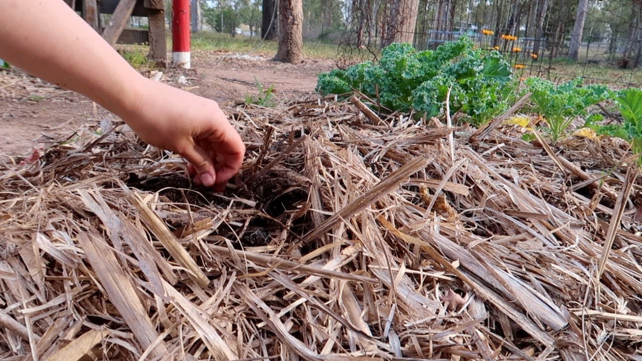 Planting Cover Crops for Summer + Compost Building | Soil Investments ...