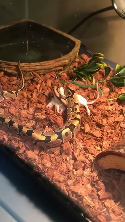2 month old ball python eating live hopper - YouTube