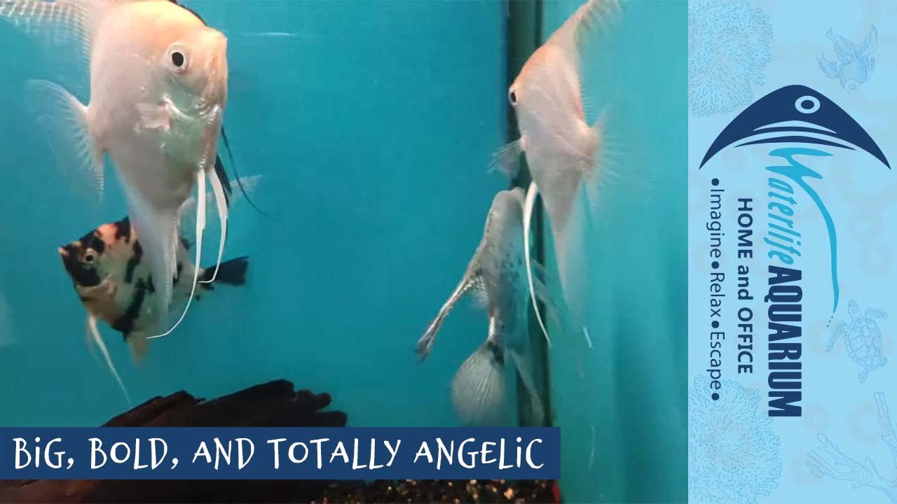 Large Angel Fish | Waterlife Aquarium - YouTube