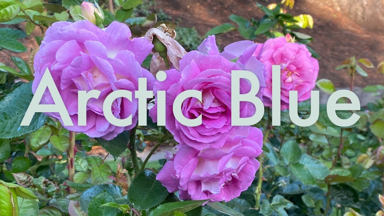 The Arctic Blue Rose - YouTube