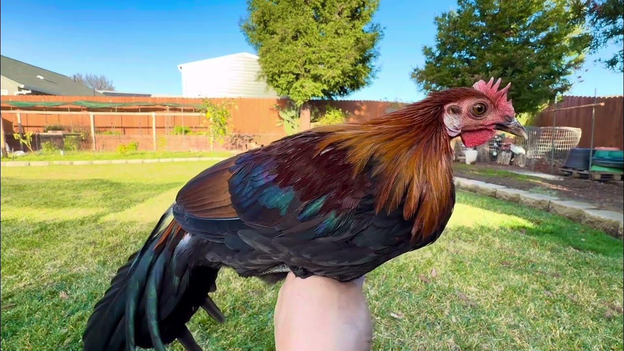 thaij kuv 2 tug me nyuam ntsuag lau qaib dib #74 December 21, 2024 - YouTube