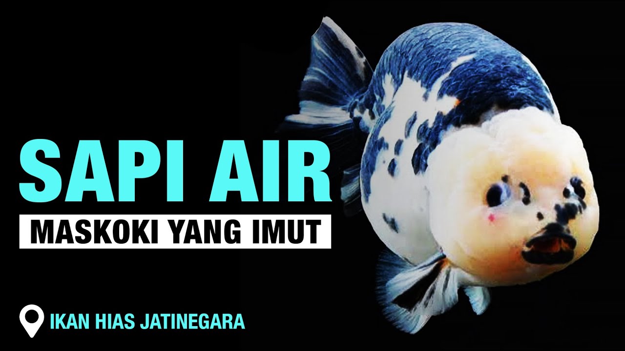 CARI SAPI AIR !!! DISINI TEMPATNYA - YouTube