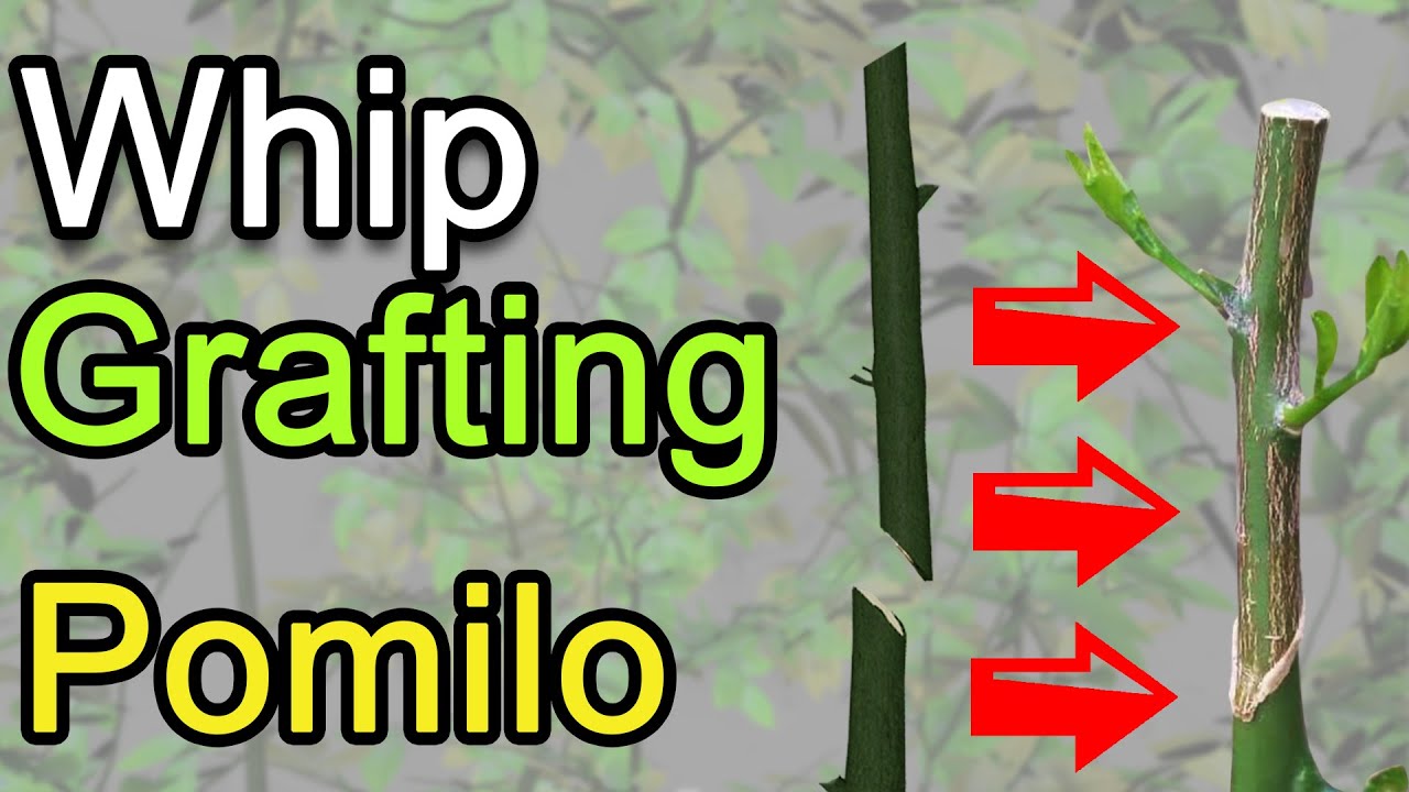 Whip Grafting with animation - YouTube