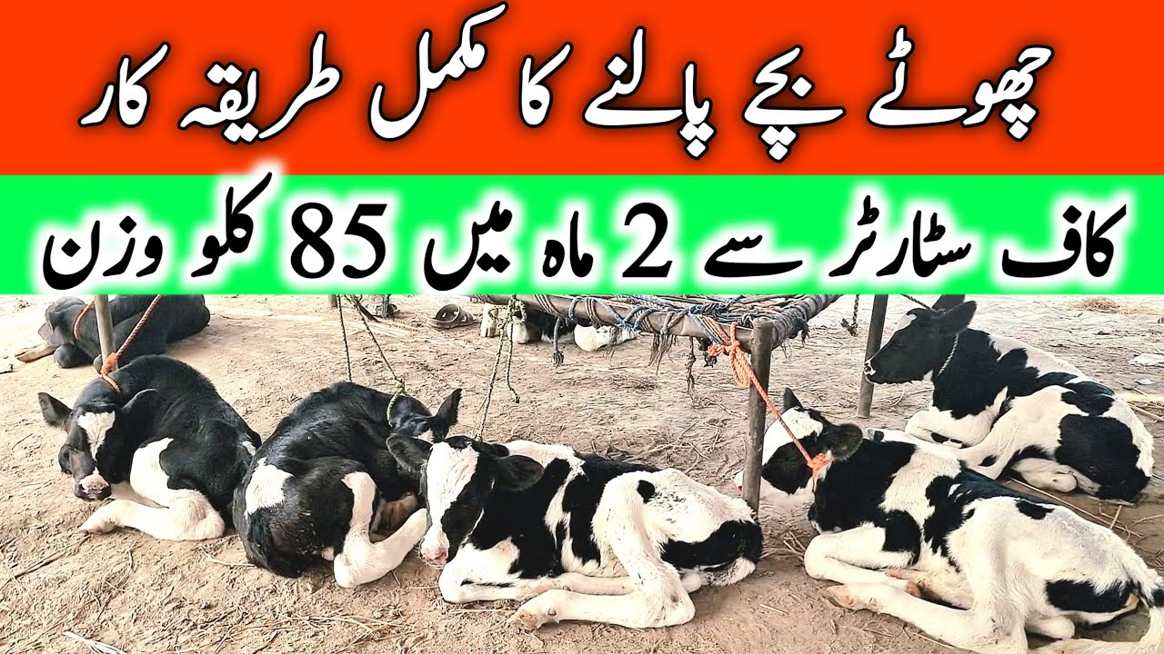 Calf Starter Formula | Feed Wanda Vaccine All Details About Baby Cow ...