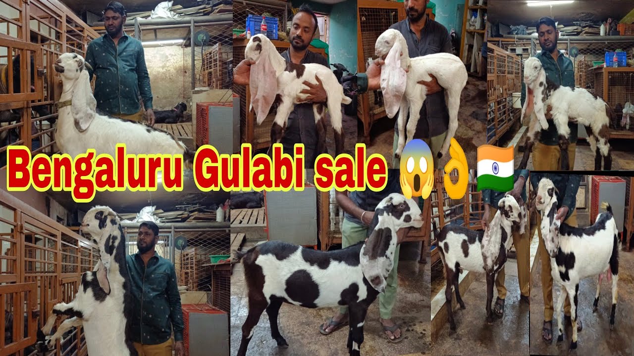 Bangalore aur Hyderabad Gulabi female top quality AFL goat farm ...
