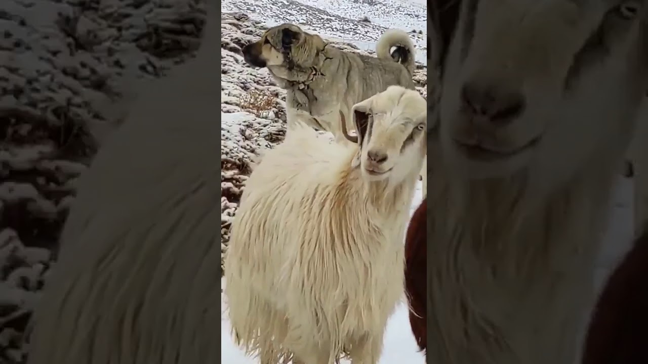 Turkish Kangal guarding Sheep #Shorts #Kangal - YouTube