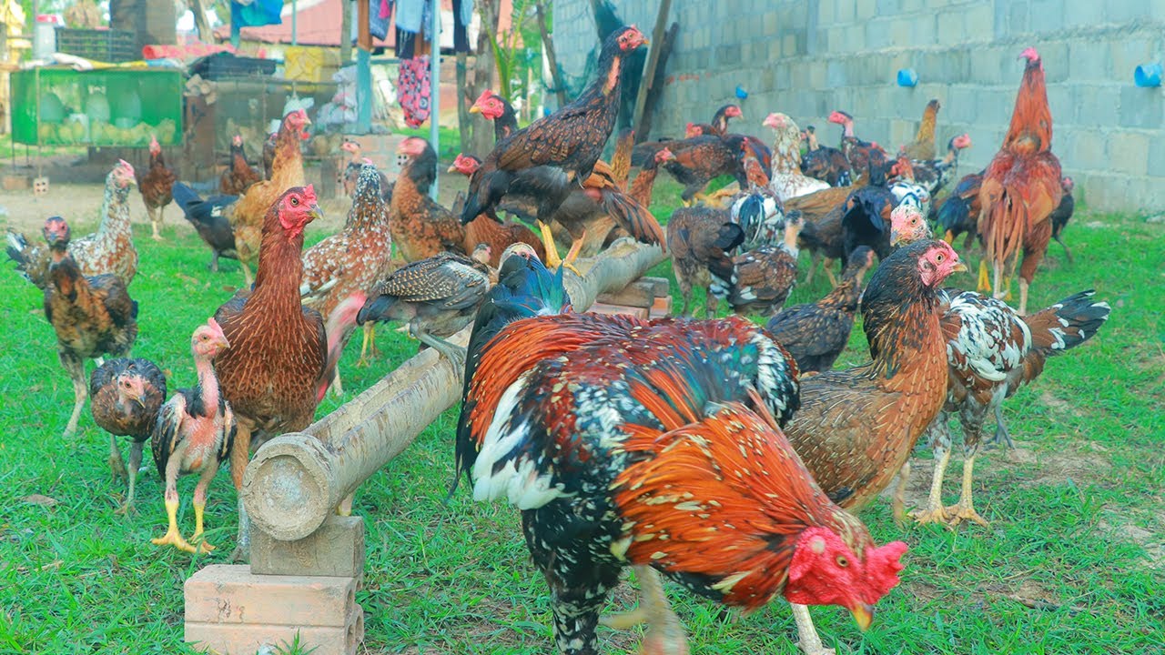 Daily Work Raising Chickens: Everything You Need To Know! - YouTube