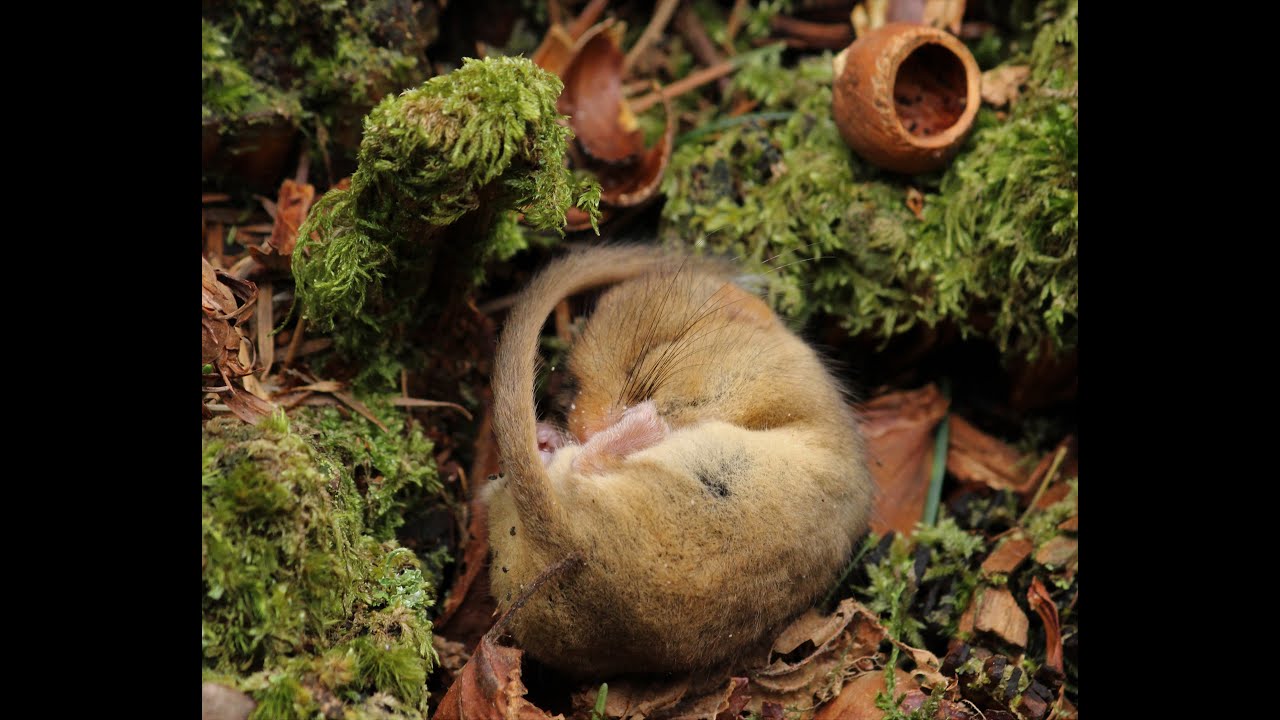 Snoring torpid dormouse - YouTube