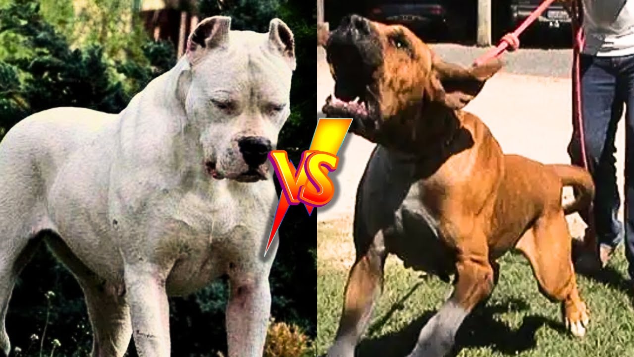 💥QUÉ RAZA ES MEJOR – DOGO ARGENTINO VS FILA BRASILERO - YouTube