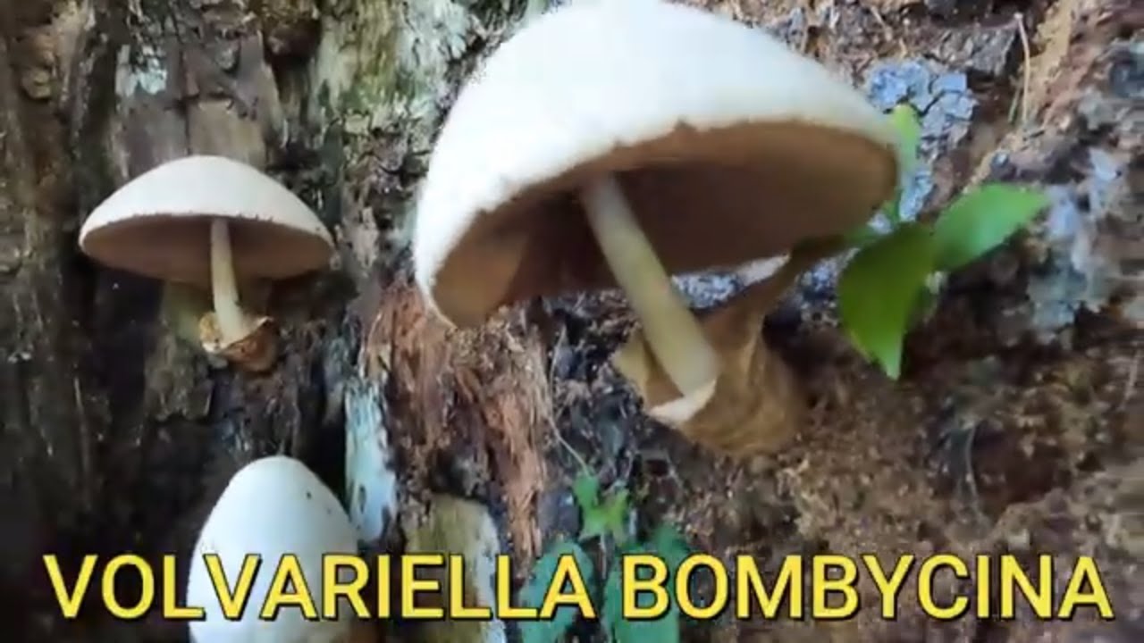 Wild Mushroom Cooking the Tree Volvariella - YouTube
