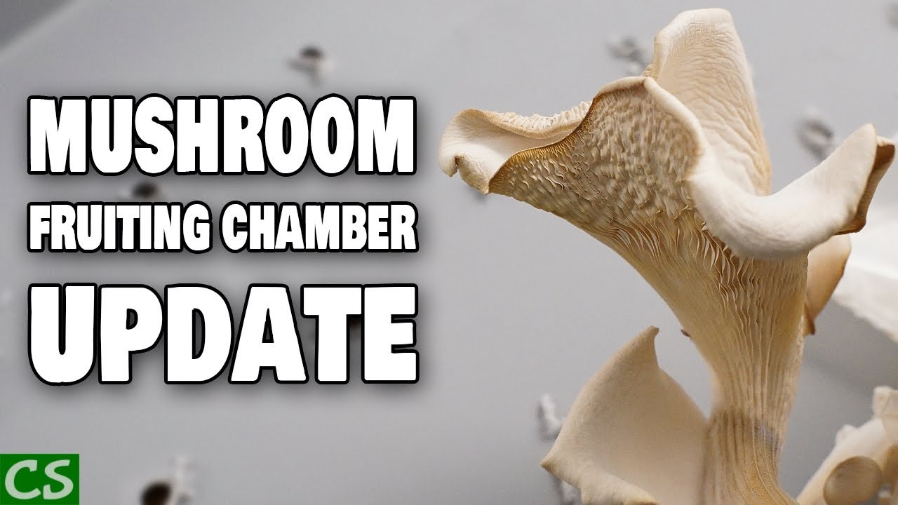 Mushroom Fruiting Chamber Update - YouTube