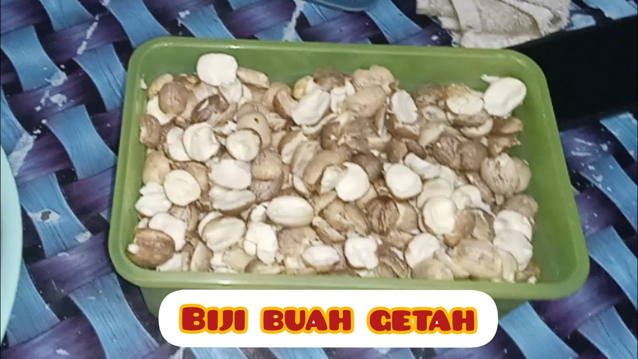 Proses penghasilan biji buah getah sehingga boleh di makan🌳🌳 - YouTube