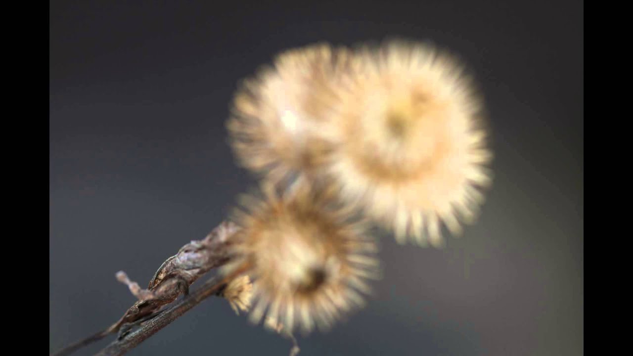 Sticky Burrs Nature's Velcro - YouTube