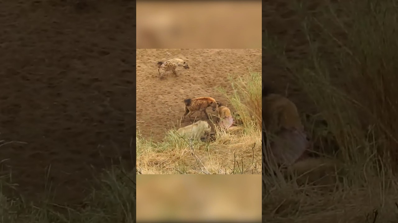 Hyena Fight Lion #shorts - YouTube