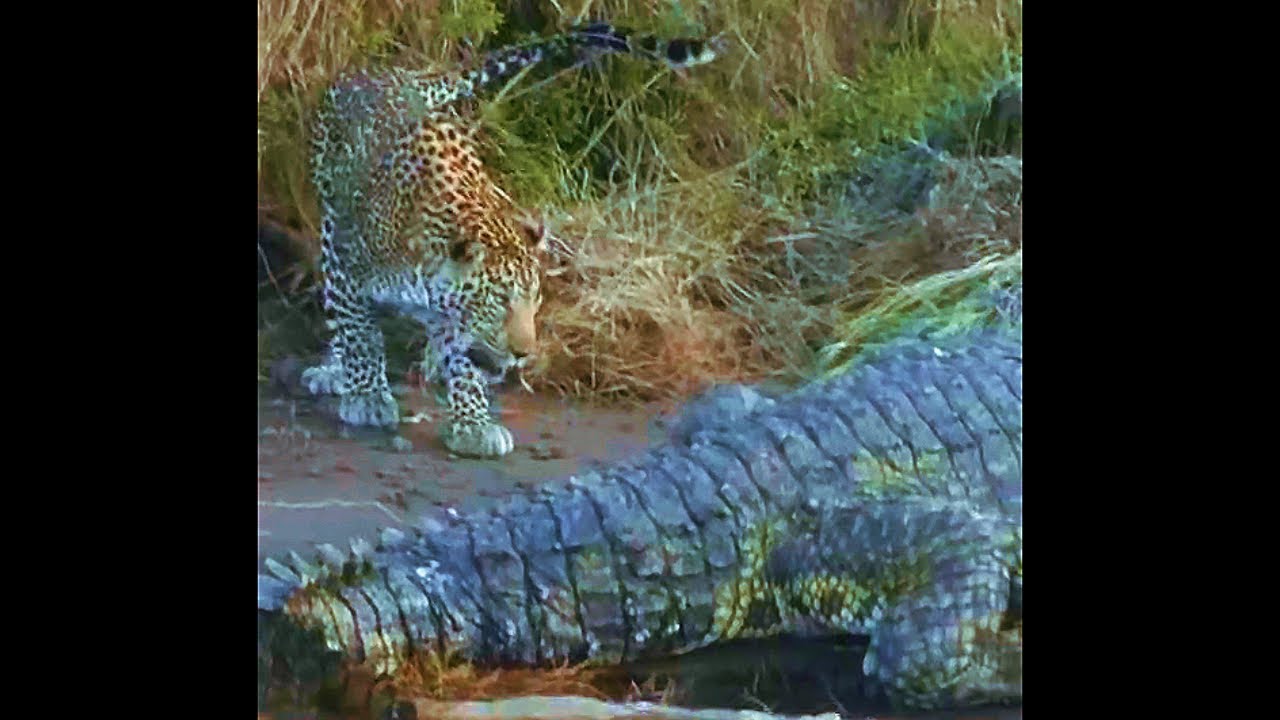 Leopard vs Crocodile Skirmish in Masaimara | 16 May 2025 - YouTube