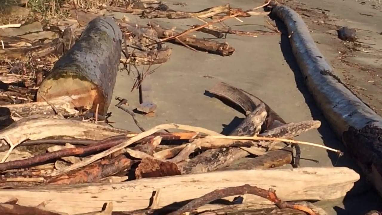 River otter - Colvos Passage - YouTube