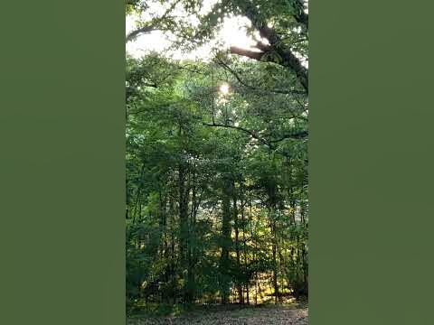 Sunlight filtered through trees | peaceful - YouTube