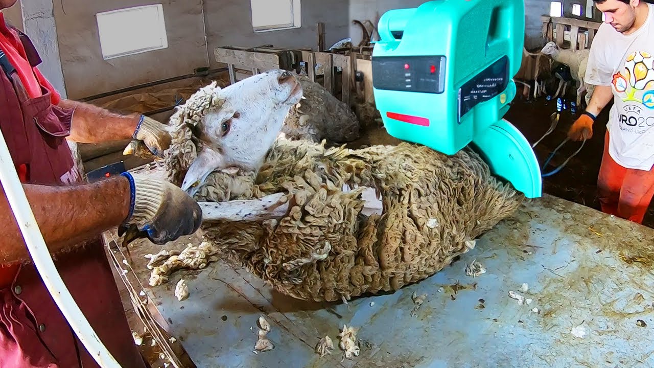 AMAZING Modern Sheep Shearing🐑 - Professionals at Work - YouTube
