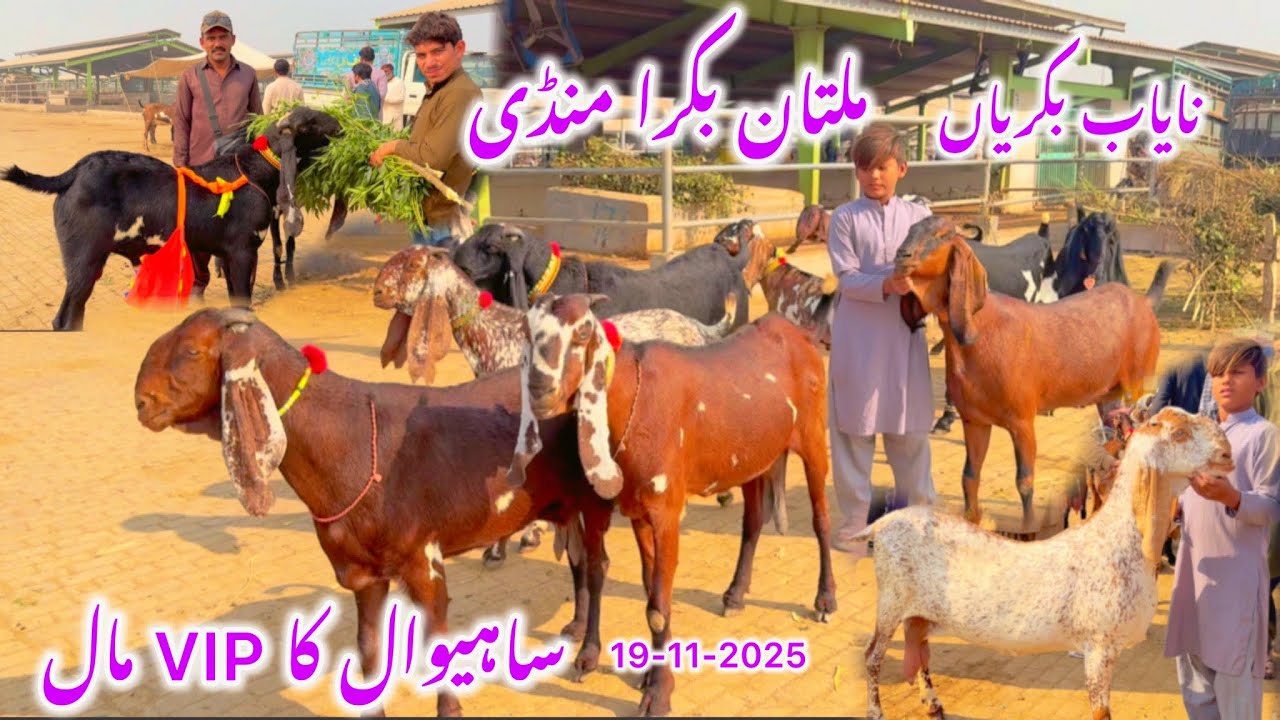 High Quality Sahiwal Goats in Multan Bakra Mandi Today | Barkat Farm ...
