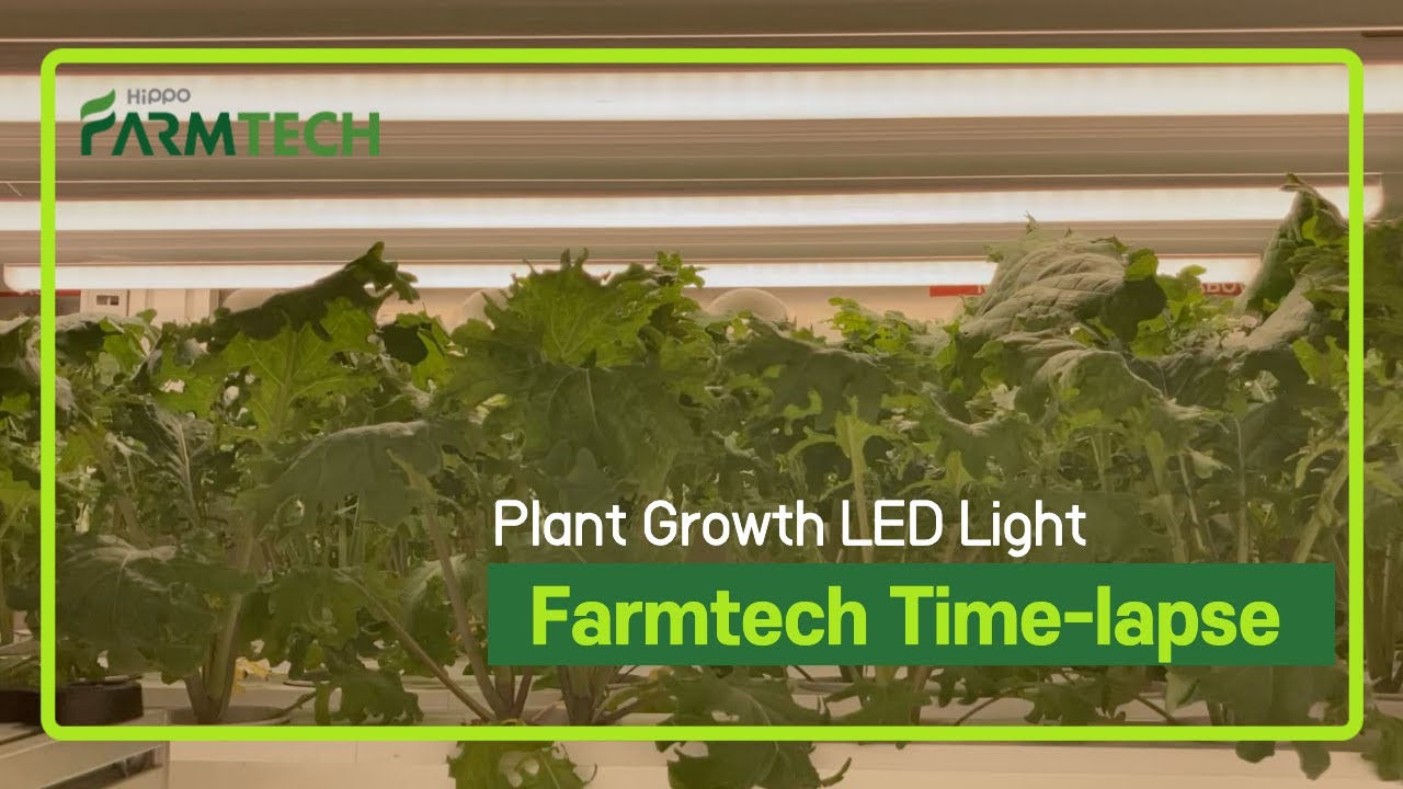 Farmtech Smart Farm | Plant Growth LED Light Time-lapse | HIPPO LED ...