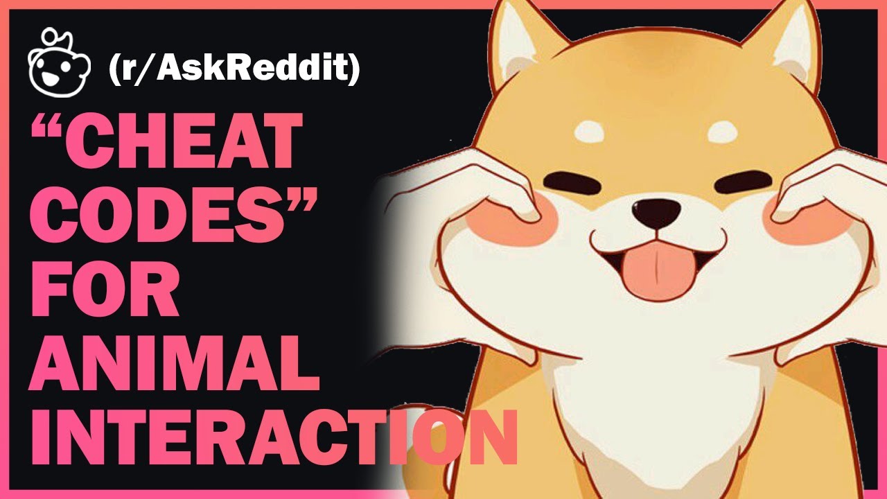 People share "cheat codes" for animal interaction - YouTube