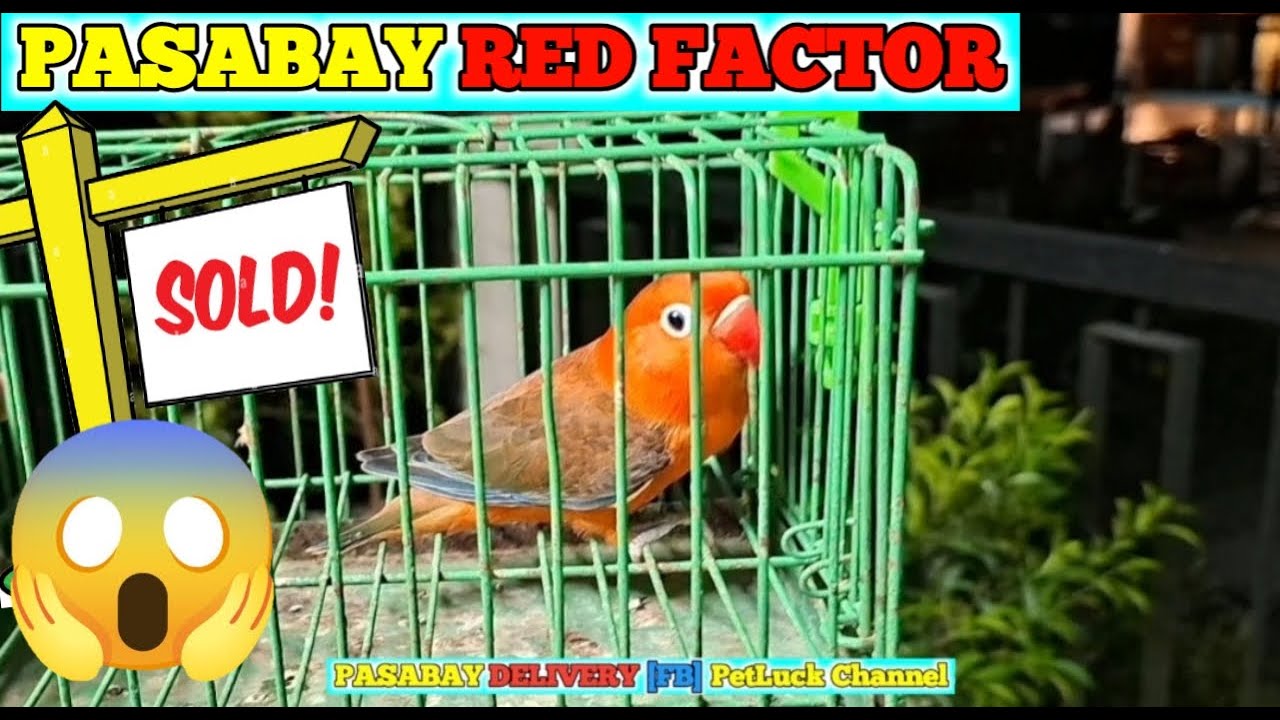 LOVEBIRDS PASABAY DELIVERY - YouTube