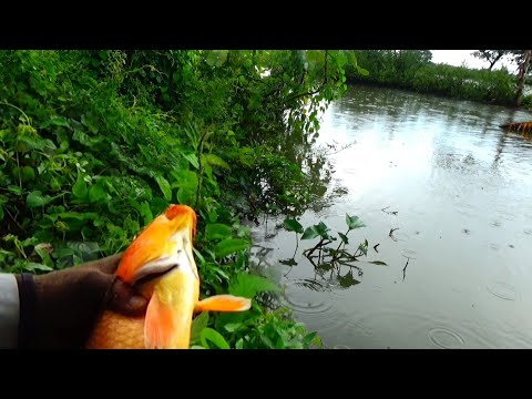 Ketagihan spot ini ikan masnya banyak banget,, Spot isinya ikan mas dan nila babon-babon semua