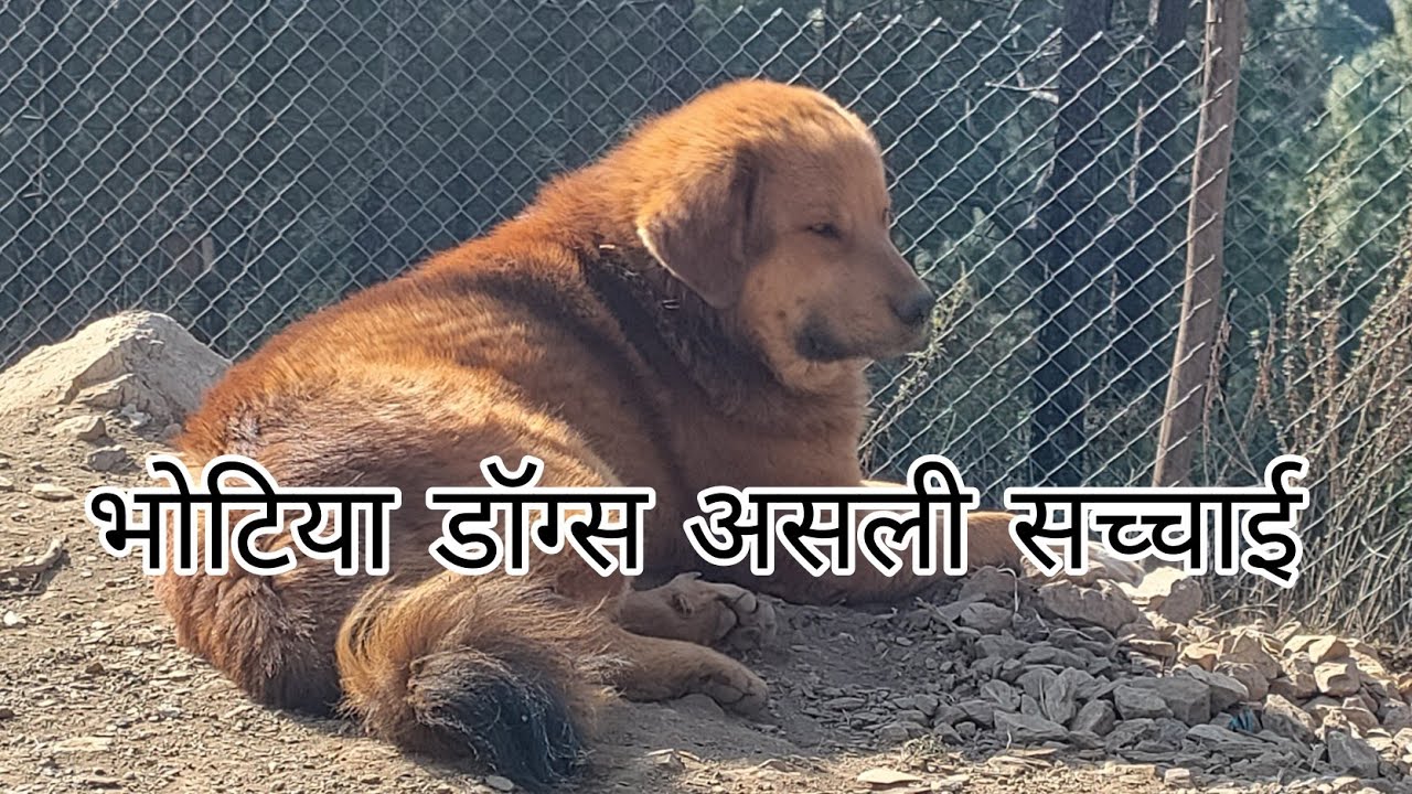 All information about Bhotia dogs @Amarkennel - YouTube
