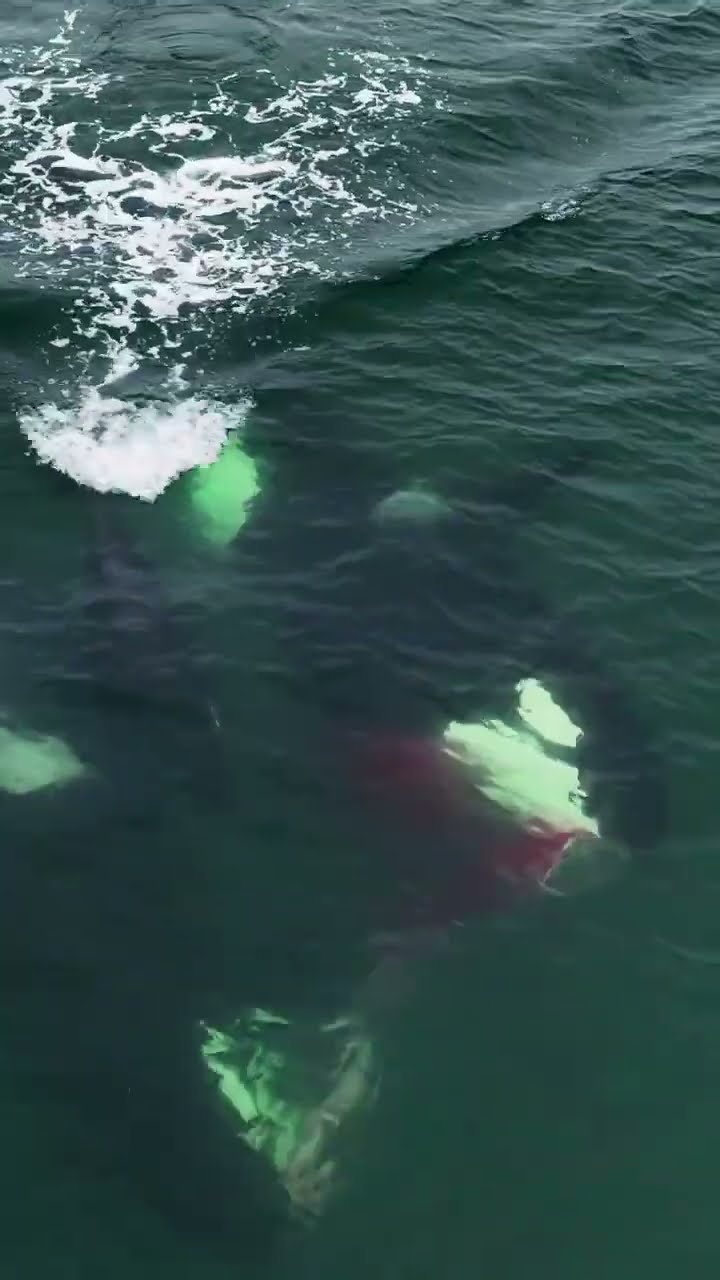 Orca takes a snack Underwater #orca - YouTube