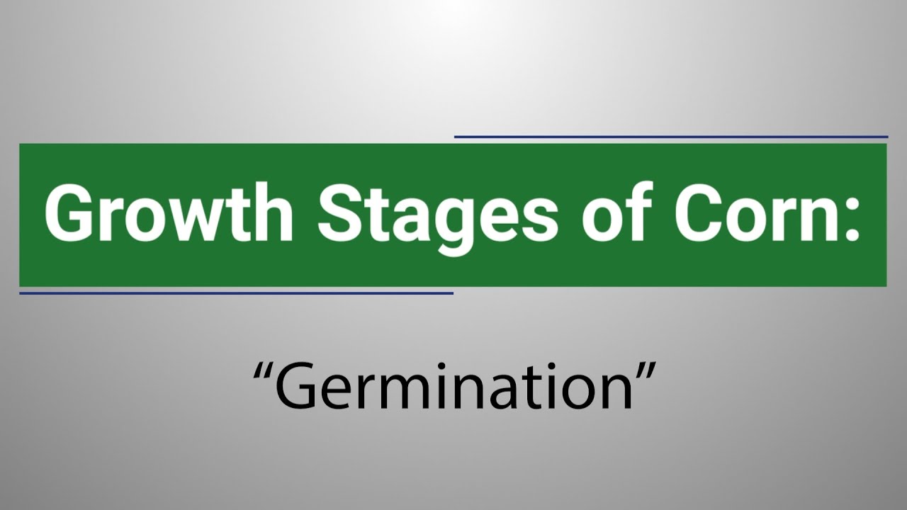 Growth Stages of Corn: Germination with Rachel Veenstra - YouTube