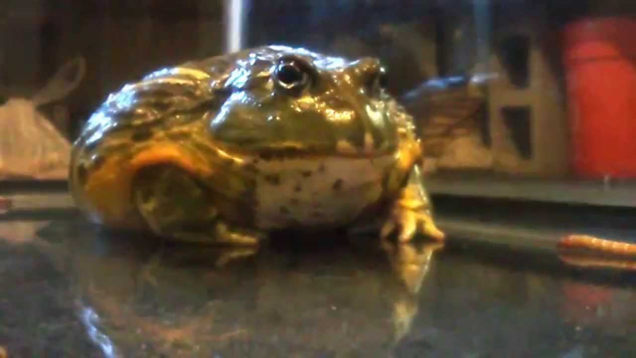 Update on African Bullfrog / pixie frog eating 25 Superworms - YouTube