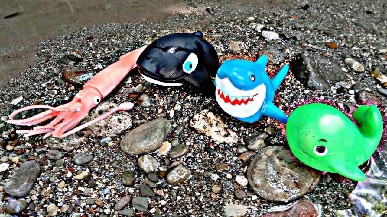 Finding Sea Animals Under Sand, Orca Whale, Shark, Squid, Frog, Octopus ...