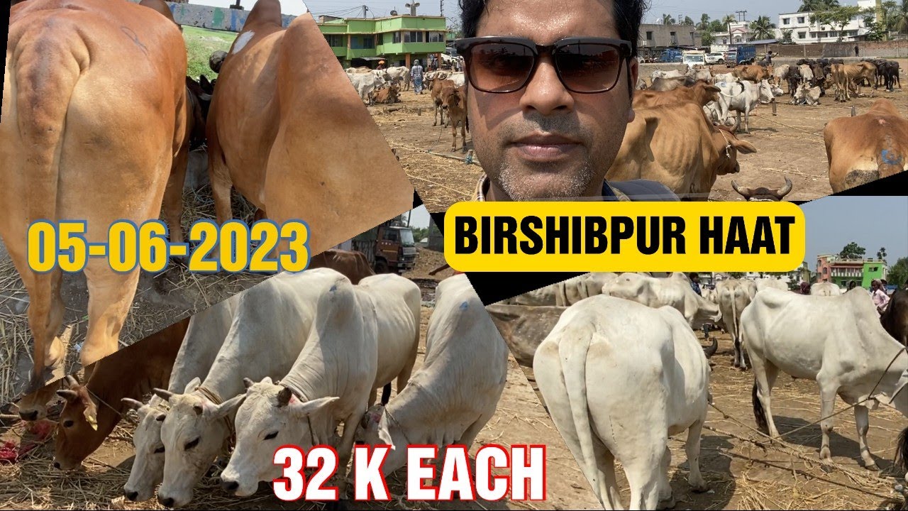 Birshibpur Haat || Full Coverage || Kolkata Cow 2023 - YouTube