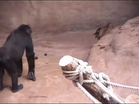 Young gorilla Moja sees off a duck
