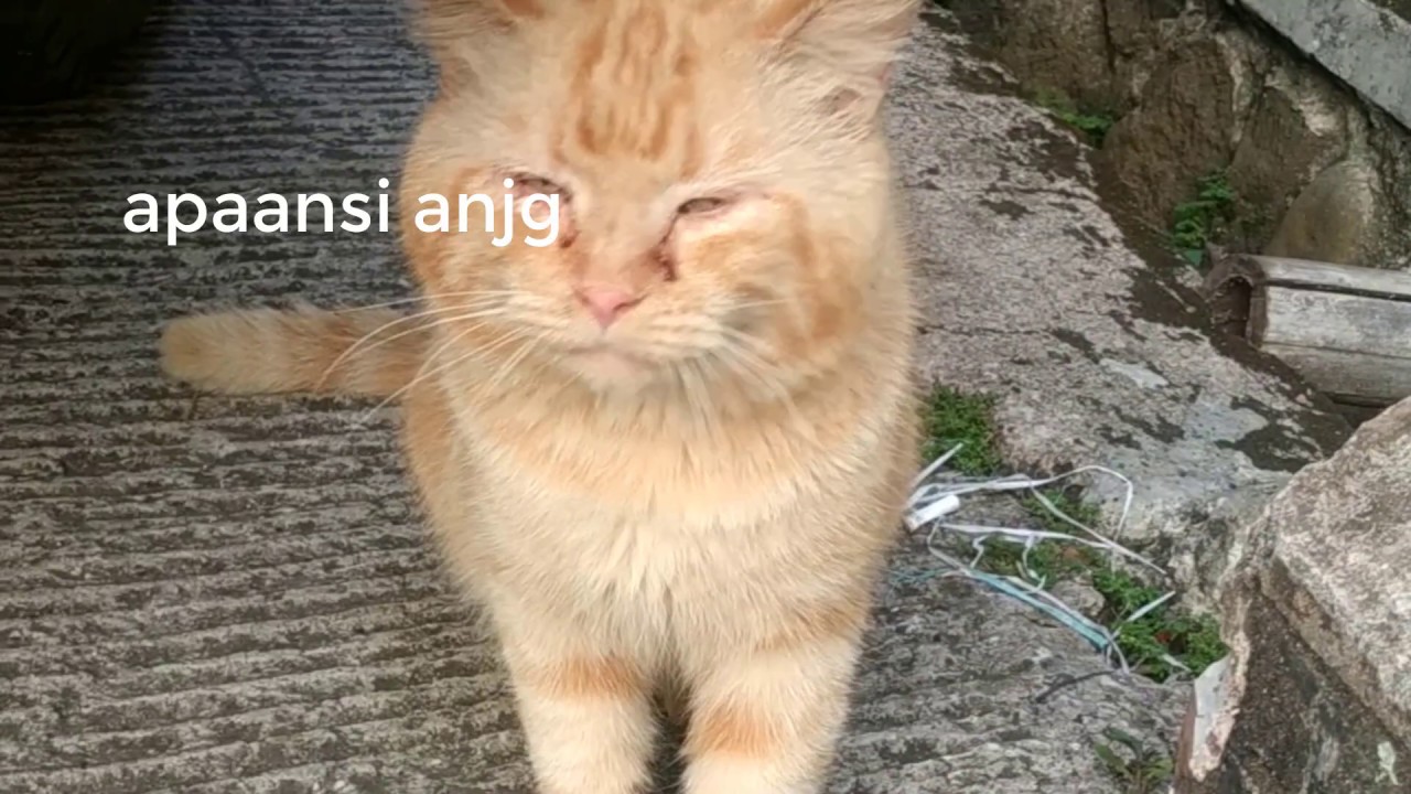 KUCING CINA,,, CING CONG... CING CONG... - YouTube