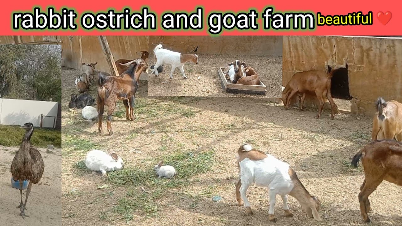 goat and rabbit and ostrich farm , - YouTube