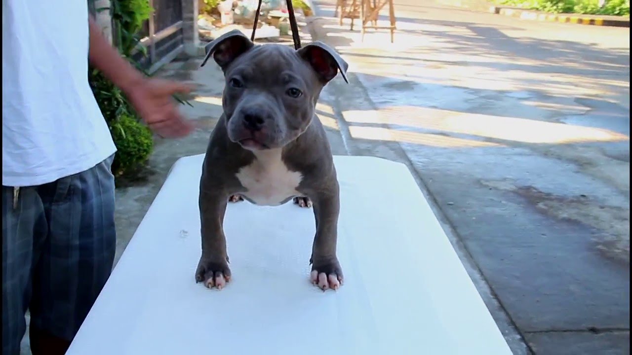 la china - tunechi daughter owned by James Adame - YouTube