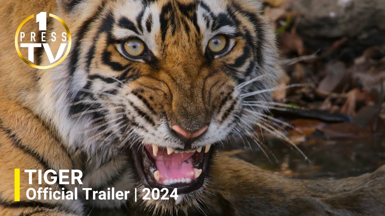 Tiger | Official Trailer | 2024 - YouTube
