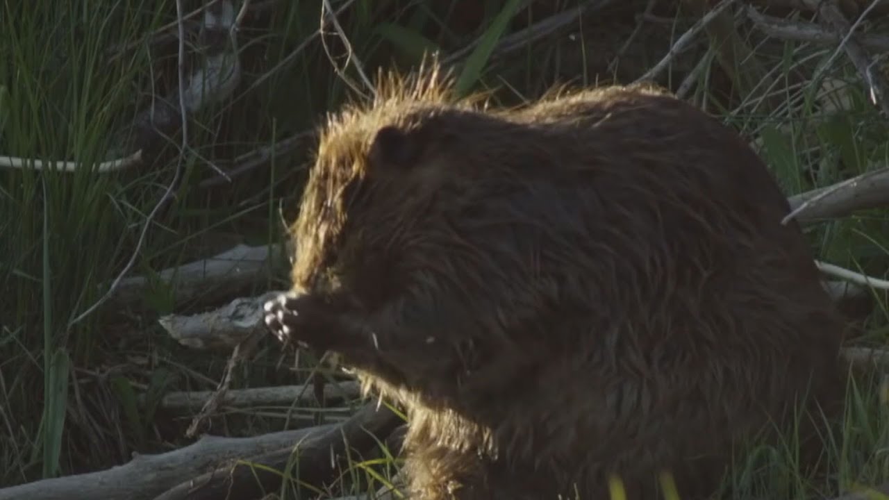 Výskyt bobra - YouTube