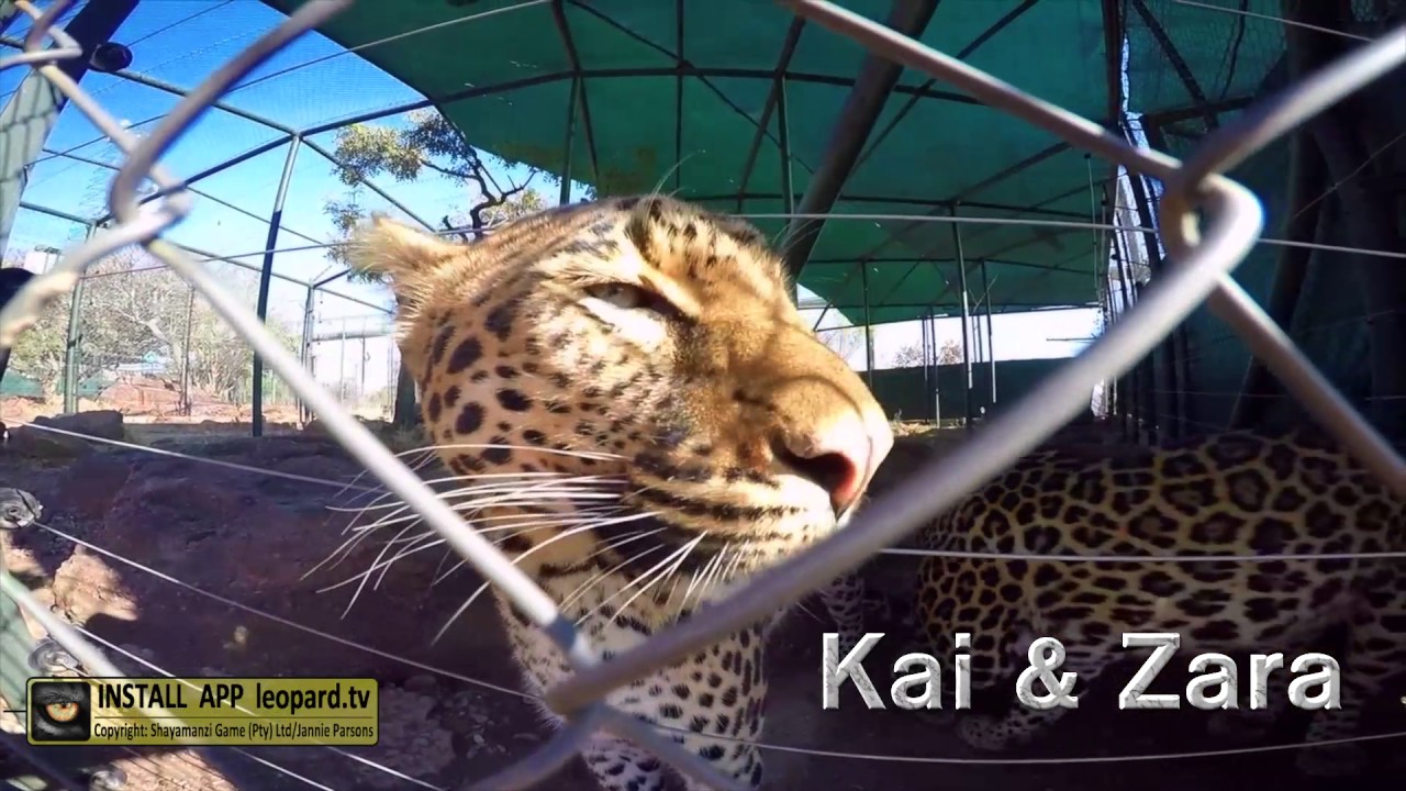 Meet some of Shayamanzi's tame leopards - YouTube