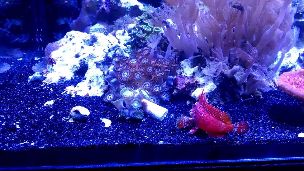 red rooster pygmy waspfish - YouTube