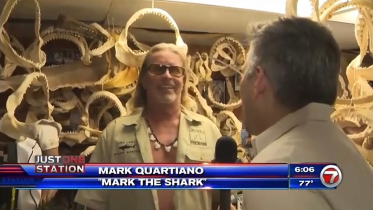 Mark the Shark saves seagull Channel 7 News @TheRealMarkTheShark #News ...