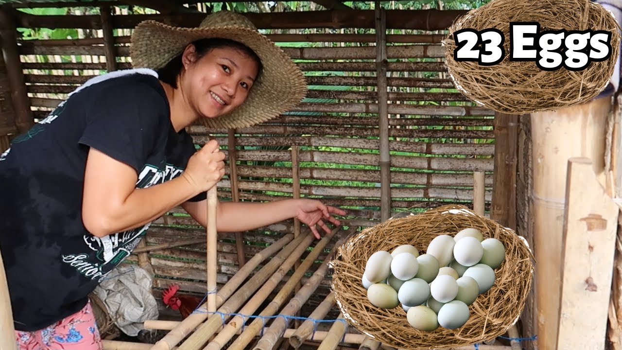 Ang daming itlog ng ating Bagong Native na Manok | 23 EGGS in 1 NATIVE CHICKEN - YouTube