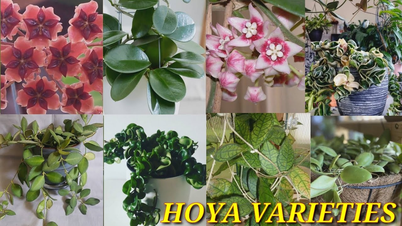 BEAUTIFUL HOYA VARIETIES || NAMES OF HOYA || BEAUTIFUL PLANTS - YouTube