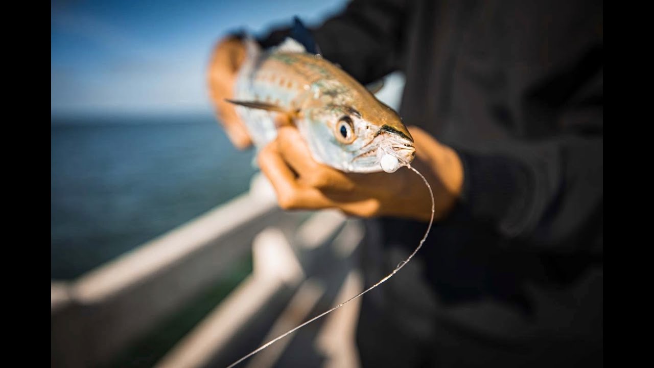 Using crappie jigs for toothy critters - Fishing Skyway Pier - YouTube